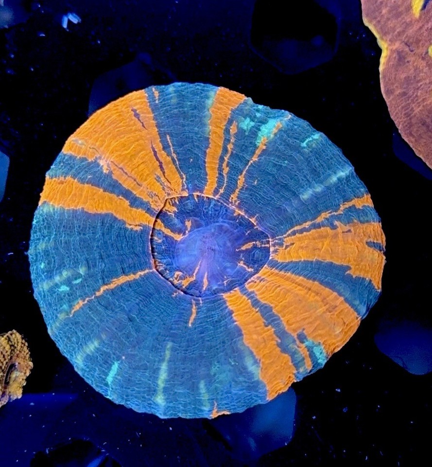 Ultra Warpaint Scoly With light Blue | eBay