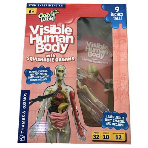 Ooze Labs Visible Squishy Organs Human Body Model Set STEAM STEM ...