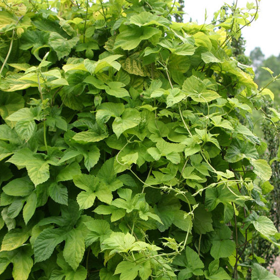 Hops, Humulus lupulus, Perennial Vine Seeds (Fast, Hardy, Edible) | eBay