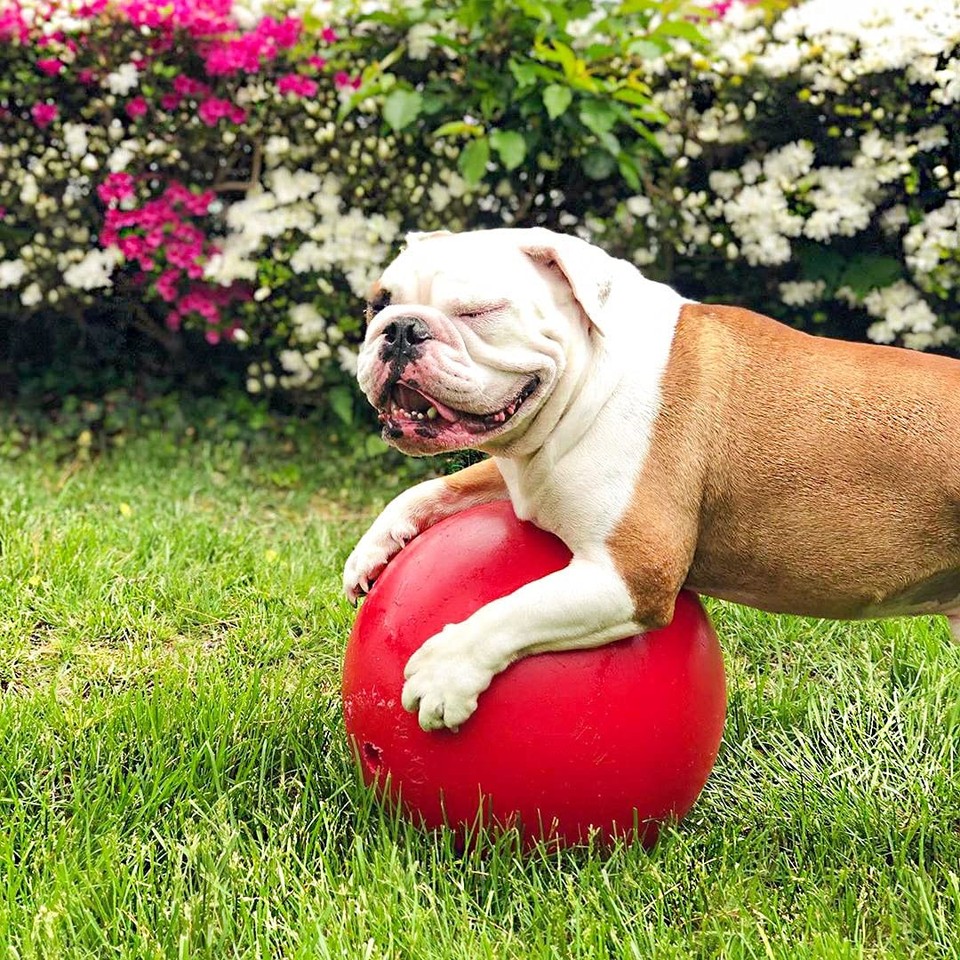 Push-n-Play Ball Dog Toy, 10 Inches/Large, Red (310 RD) | eBay