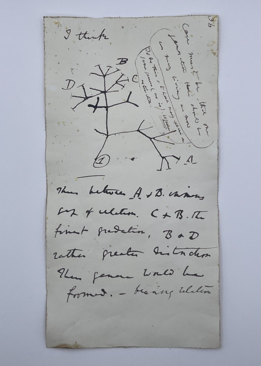Croquis De L'arbre De Vie De Darwin The Complete Work Of Charles