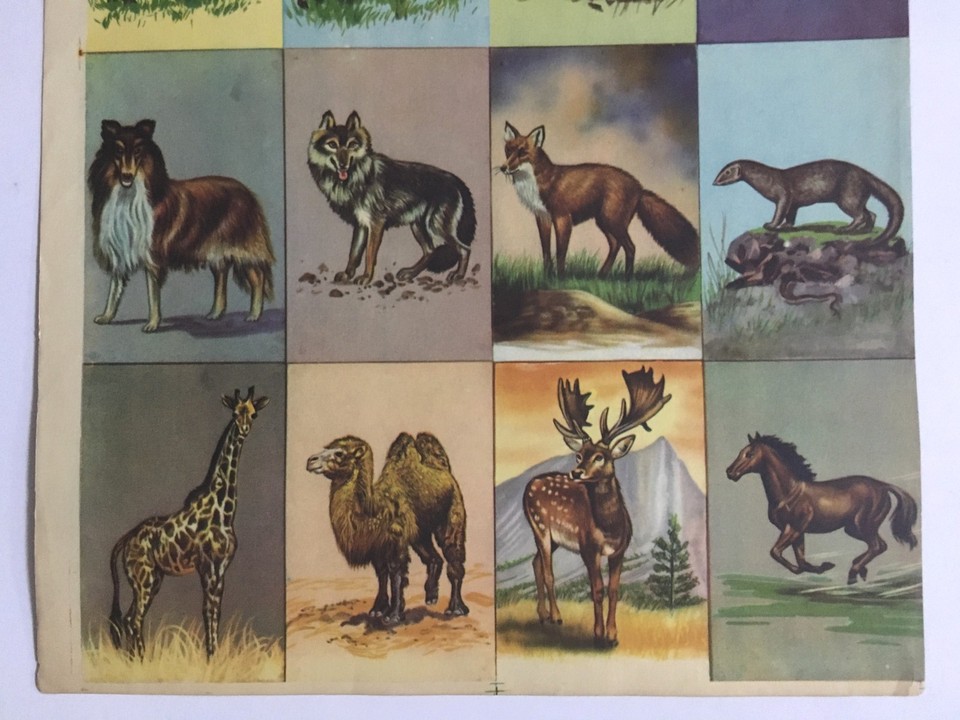 India 50s Chart DIFFERENT TYPES OF ANIMALS 10in x 14in (14313) | eBay UK