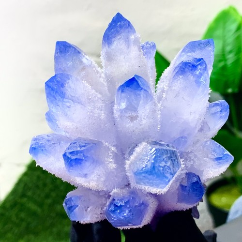 464G New Find sky BLUE Phantom Quartz Crystal Cluster Mineral Specimen ...