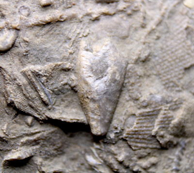 Heteroschisma subtruncatus Devonian Blastoid Fossil Thunder Bay Fm ...