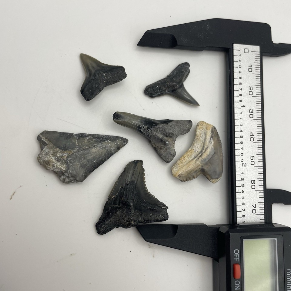 Shark Tooth Lot Mini Collection Snaggletooth Mako Bull Shark Tiger ...