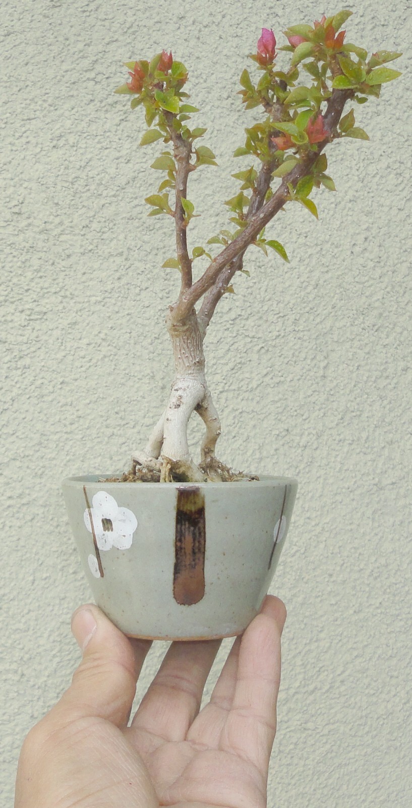 Torch Glow Pixie Bougainvillea Bonsai Dwarf Mame Flowers | eBay