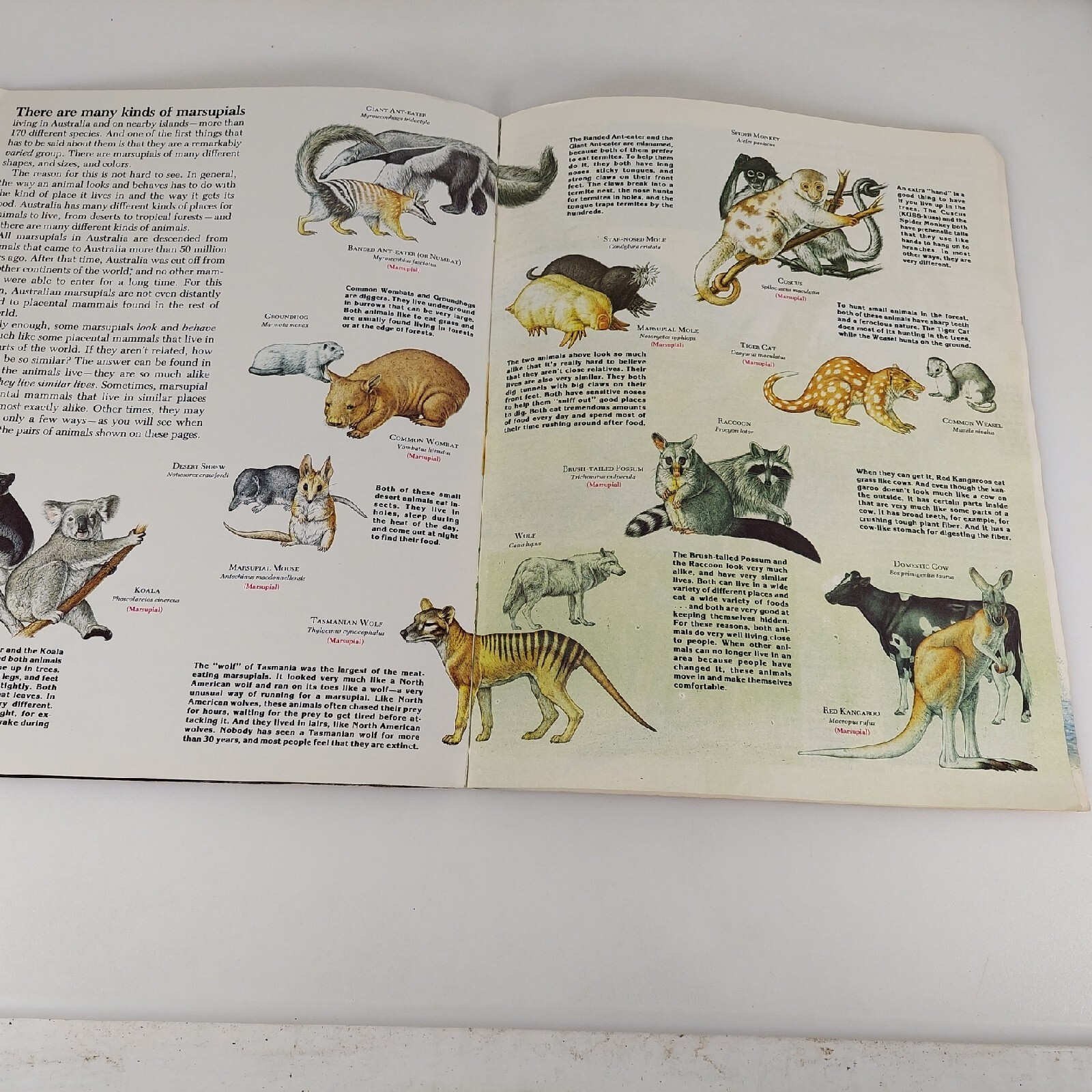 Zoobooks 2 Magazine 1983 Koalas | eBay