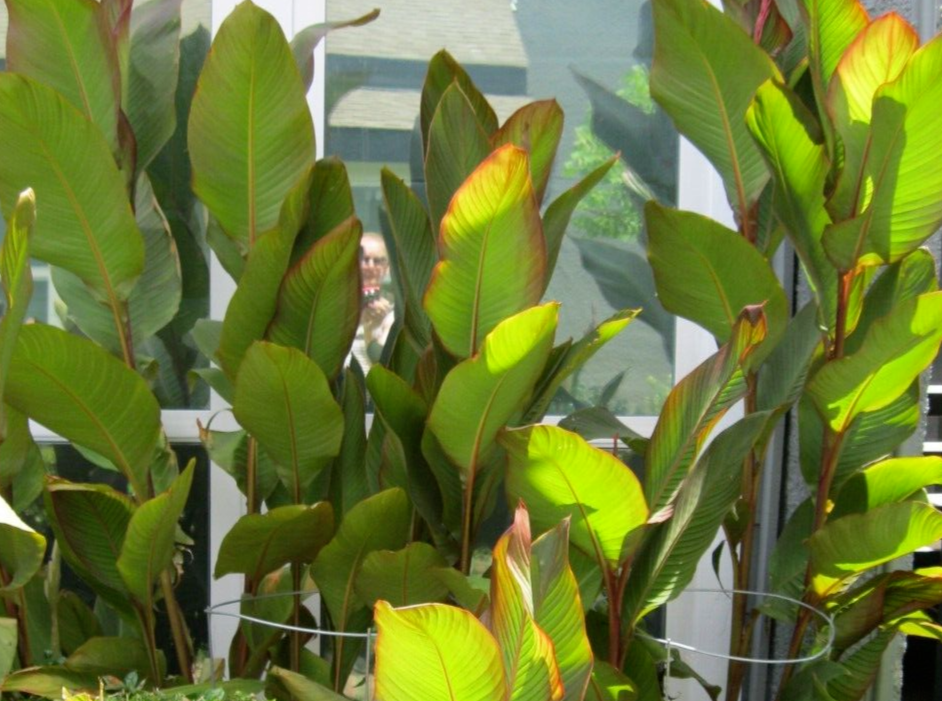 Tall Canna Lily Root Bronze Purple Leaves Rhizome Bulb Tropical Flower ...