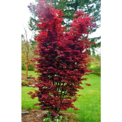 Acer palmatum Twombly's Red Sentinel in 2L pot maple | eBay UK