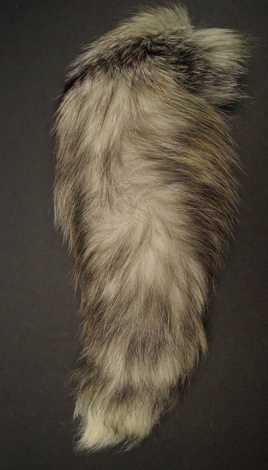 Hareline Indigo Fox Tail Whole Crafts Fly Tying Art Man Cave Decor Lot ...
