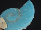 STUNNING POLISHED STERLING SILVER PEARL STUDDED BLUE NAUTILUS SHELL ...