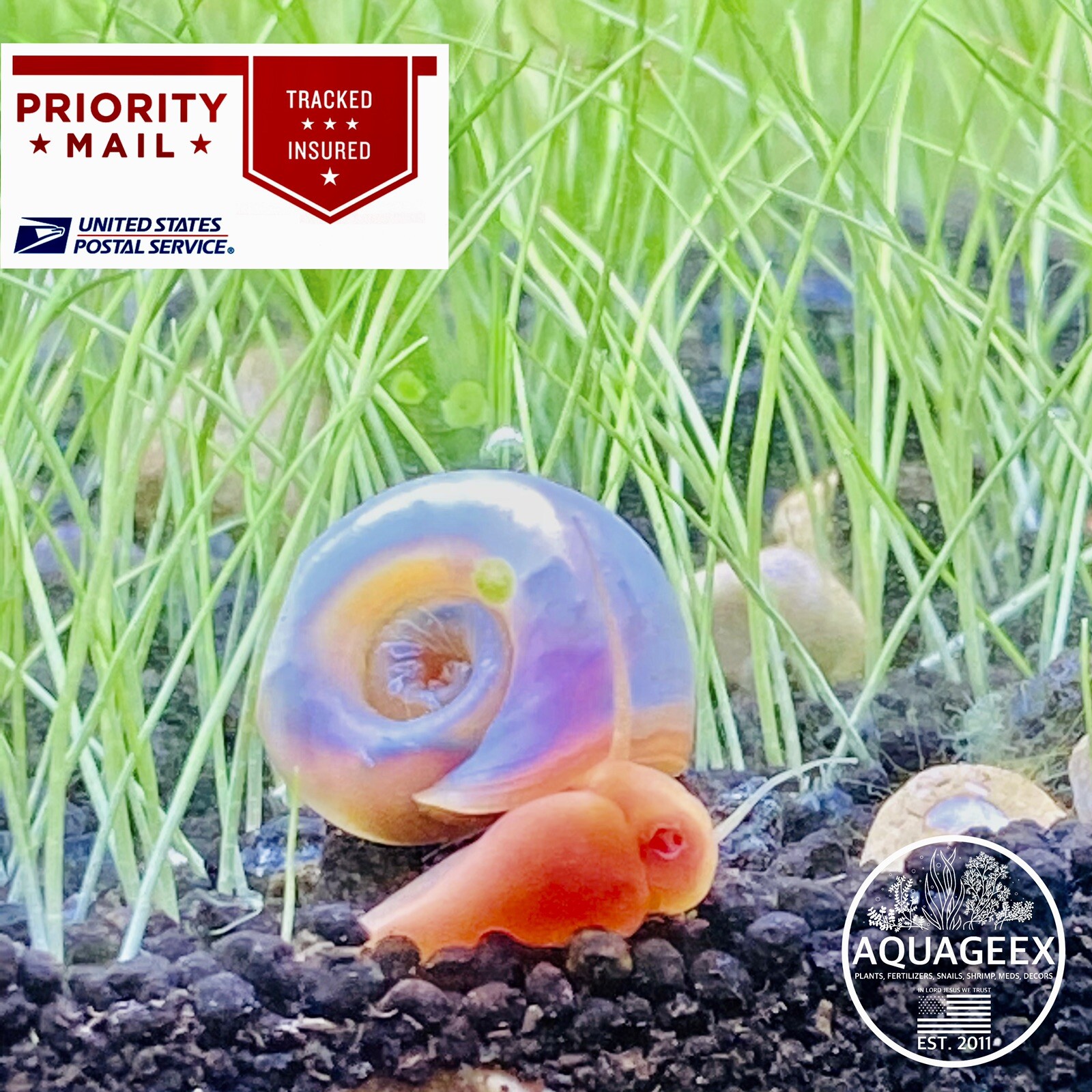 5 PEARL PINK RAMSHORN SNAILS - MIXED SIZE - TANK BREED - AQUARIUM ALGAE ...