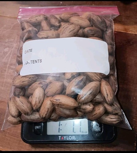 Pecans from Eastern North Carolina, Fall 2024, In Shell 1 LB, small ...