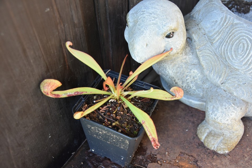 Sarracenia Psittacina GIANT Clone Parrot Pitcher Plant Beginner ...