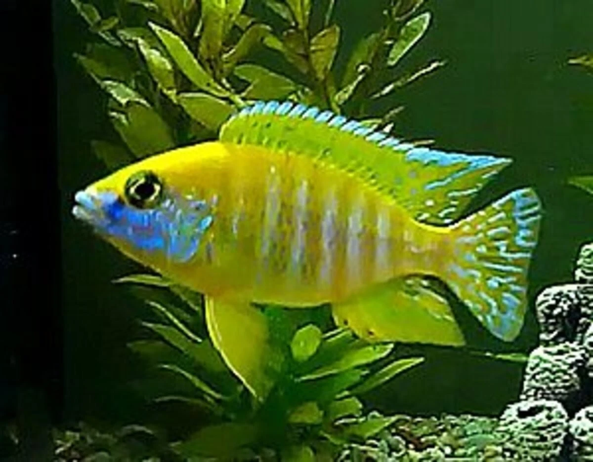 Yellow Peacock Cichlid