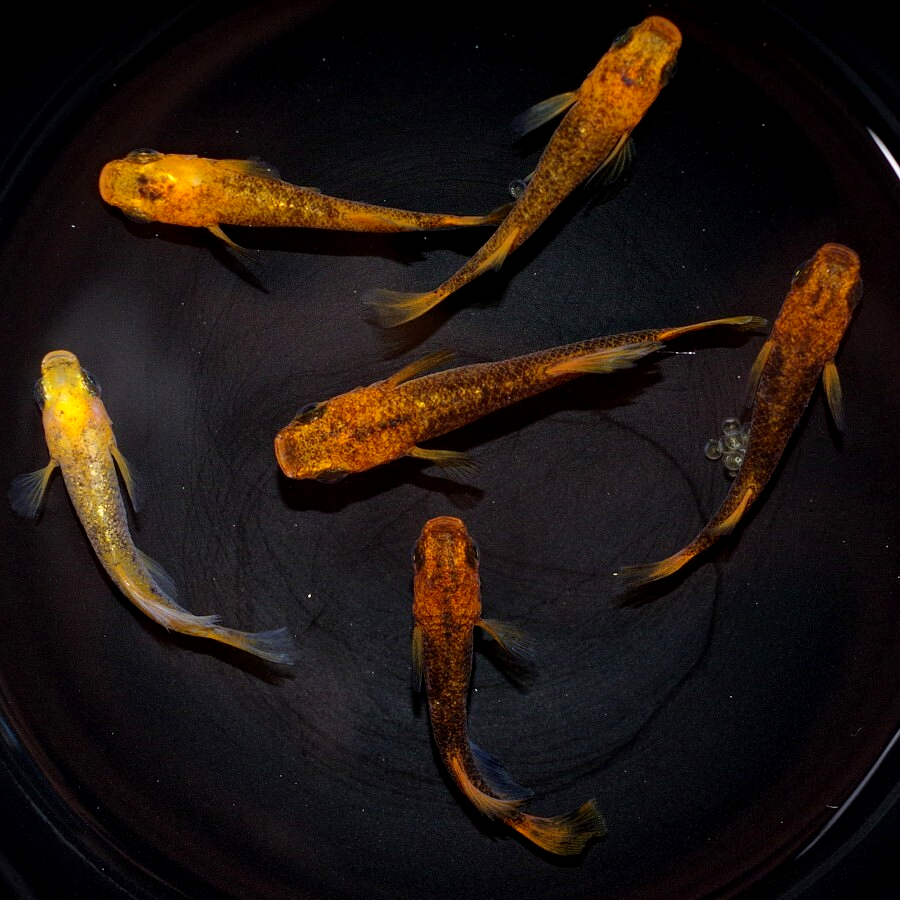 10 + 2 Free Black Rim Medaka ricefish eggs fertilized/red/orange | eBay