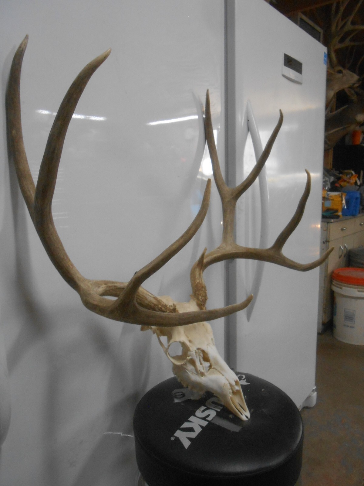 Gorgeous Colorado MULE DEER RACK ANTLERS FULL SKULL whitetail elk shed ...