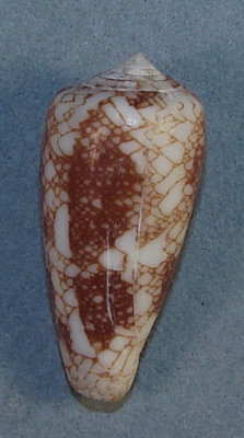 CONUS OMARIA 28.25mm BEAUTIFUL SPECIMEN Okinawa, Japan | eBay