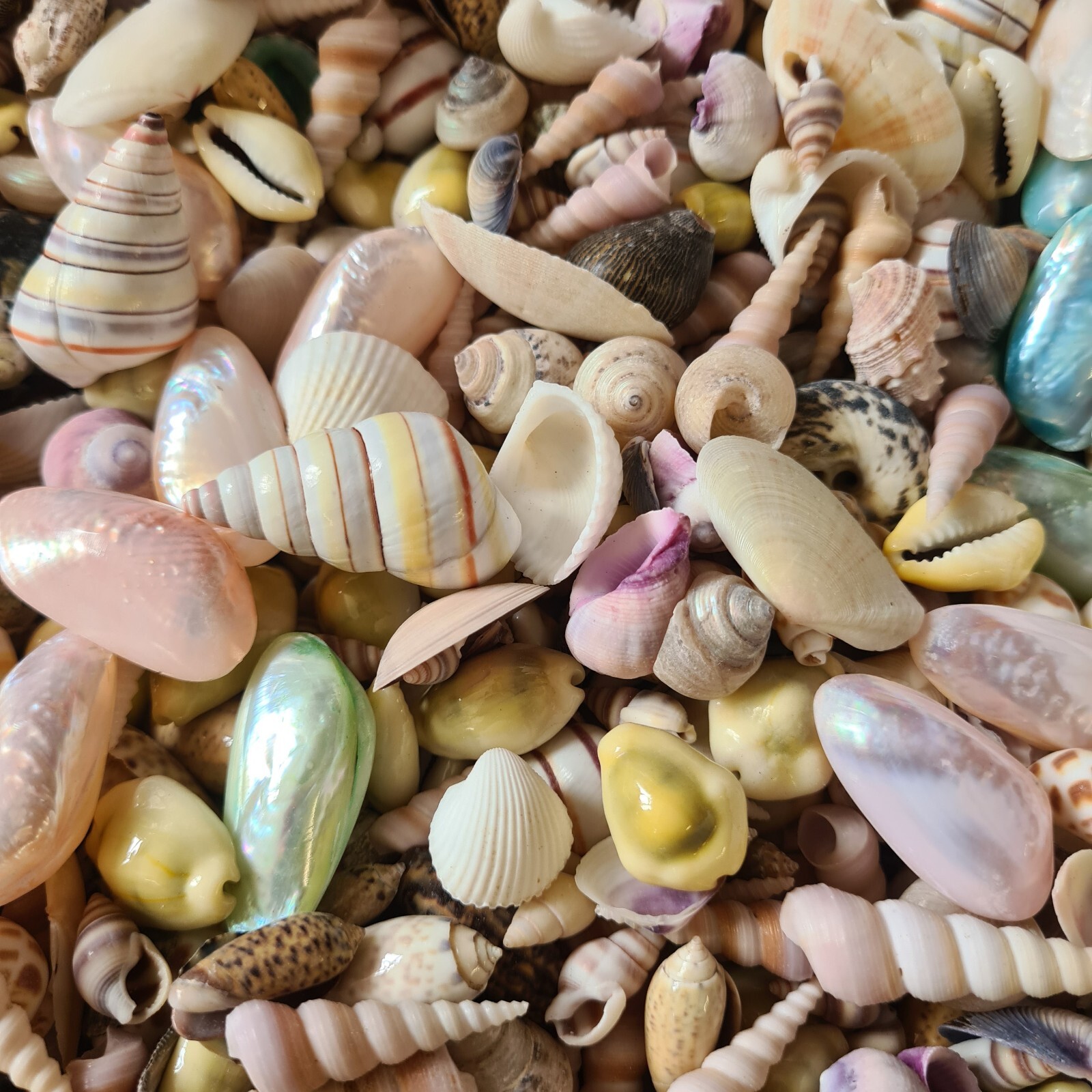 Mixed Sea Shells Beach Craft Coastal Chic Decor Aquarium Fish Tank ...