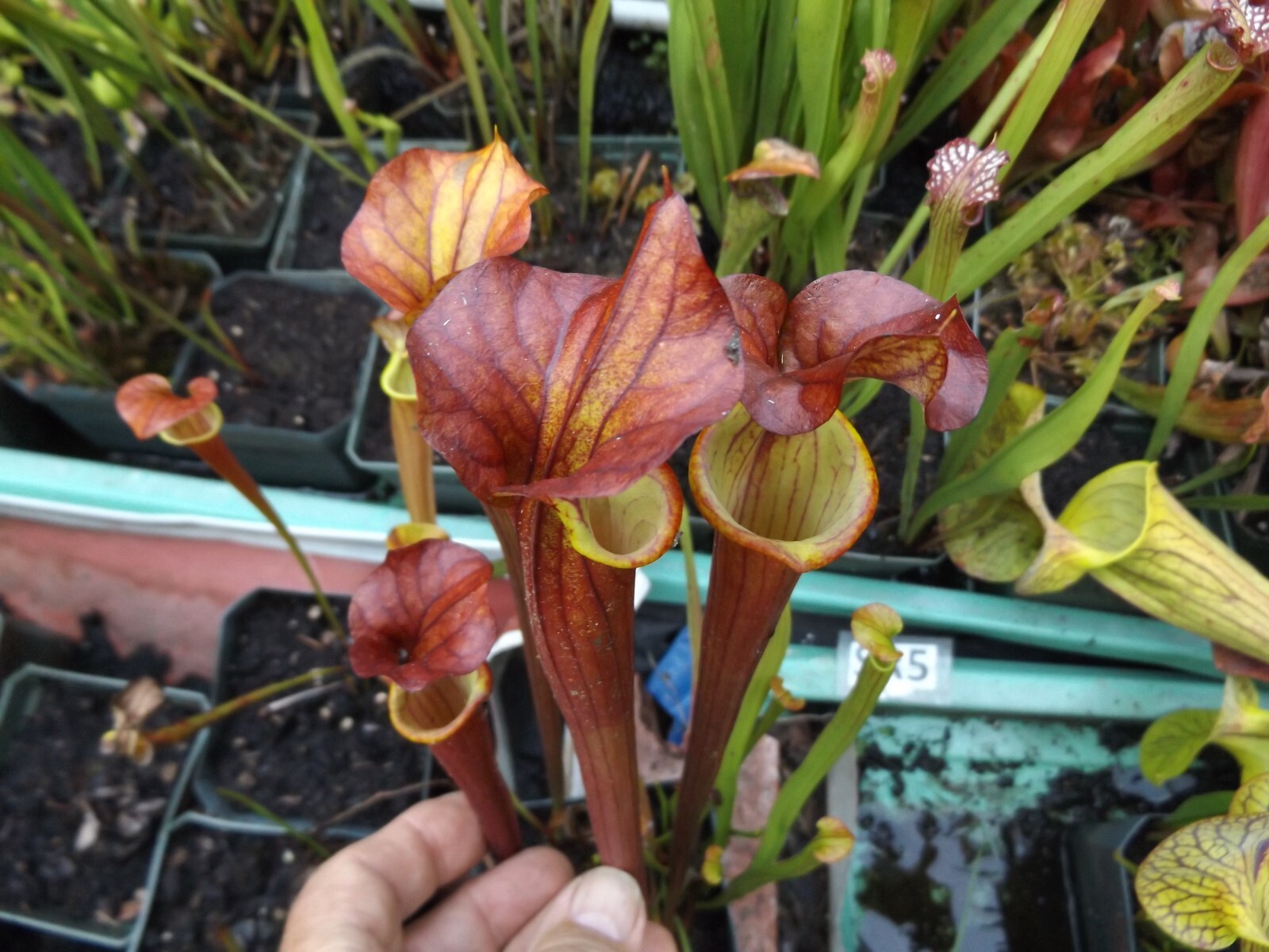 Sarracenia Doreen's colossus x Alucard "Magenta top" live carnivorous ...