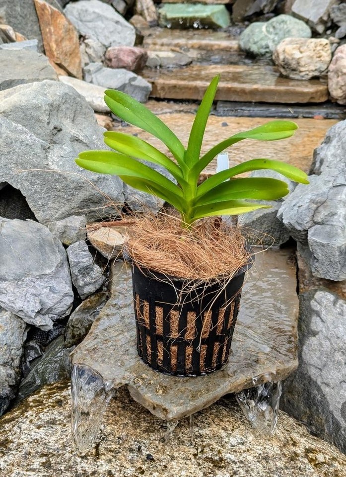 Species Orchid Plant Vanda coerulea. "Wild Type" Flower Color. NBS | eBay