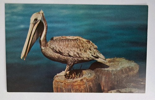 Animal~A Funny Old Bird~Pelican Perched On Dock Post~Plastichrome ...