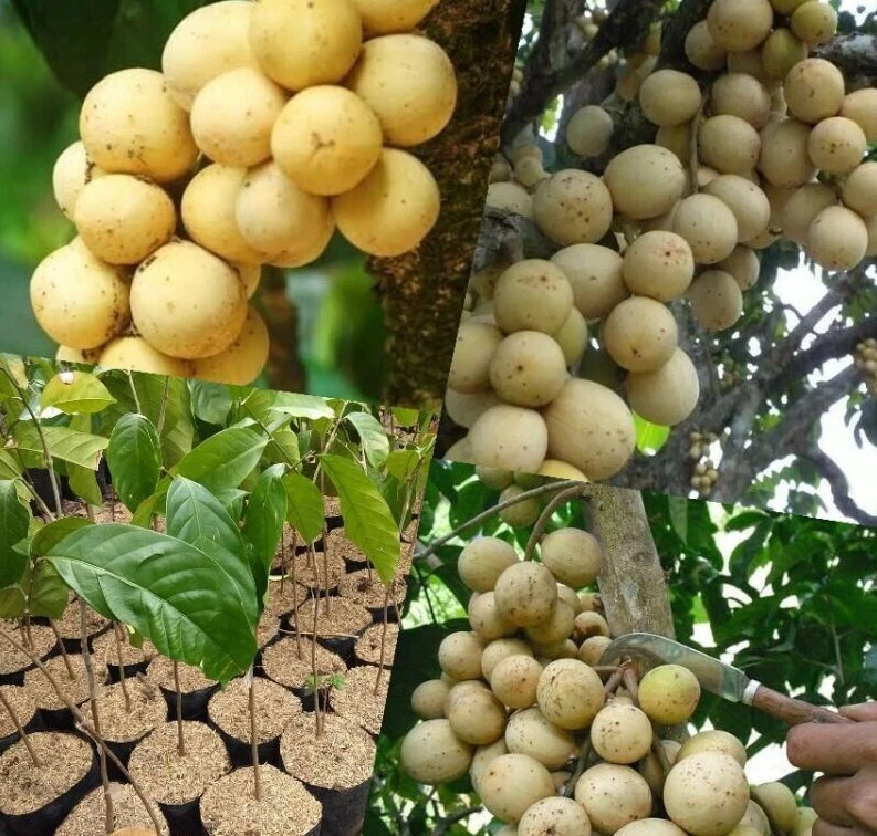 Duku Fruit