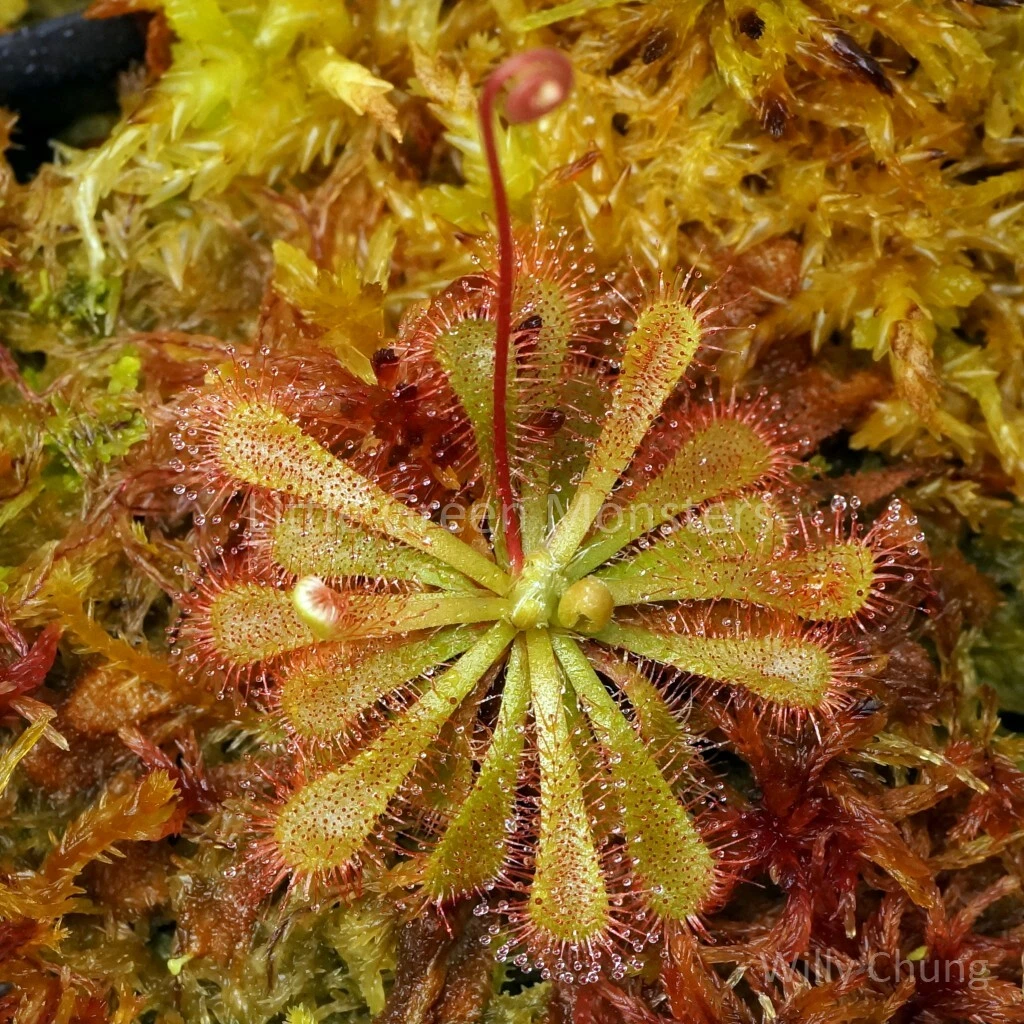 Drosera Spatulata For Grow Carnivorous Plants!, 44% OFF
