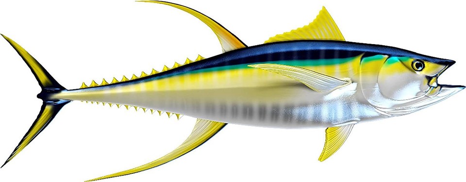 Yellowfin Tuna Vinyl Sticker Fish Decals for Boat Car Vehicle Truck ...