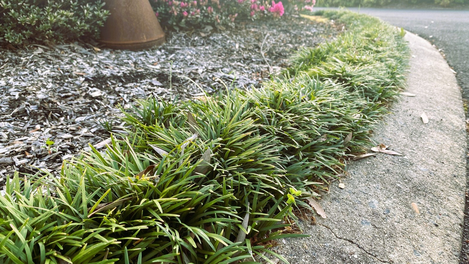 20 X Bare rooted Mondo Grass 20cm Great for pathways and garden edging ...