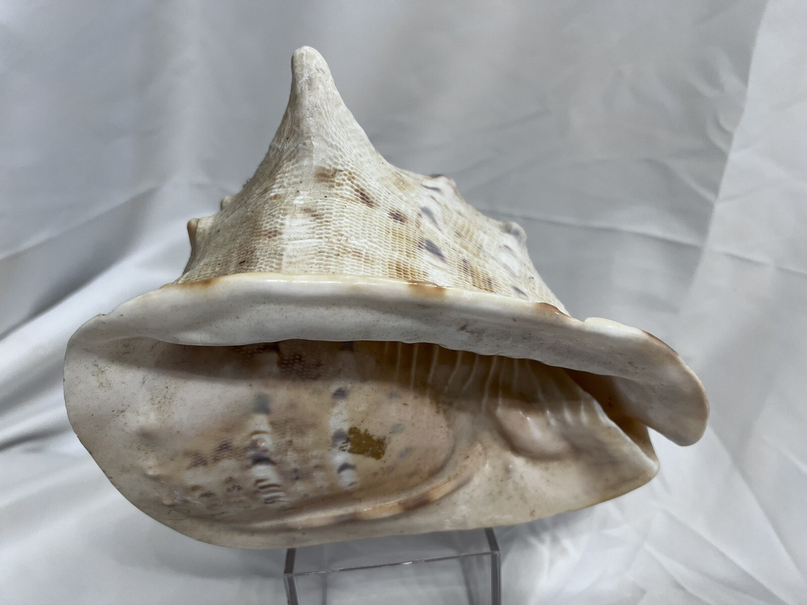 Large Conch Seashell Pink White Ocean Seashell Beach 8” x 7" x 7” | eBay