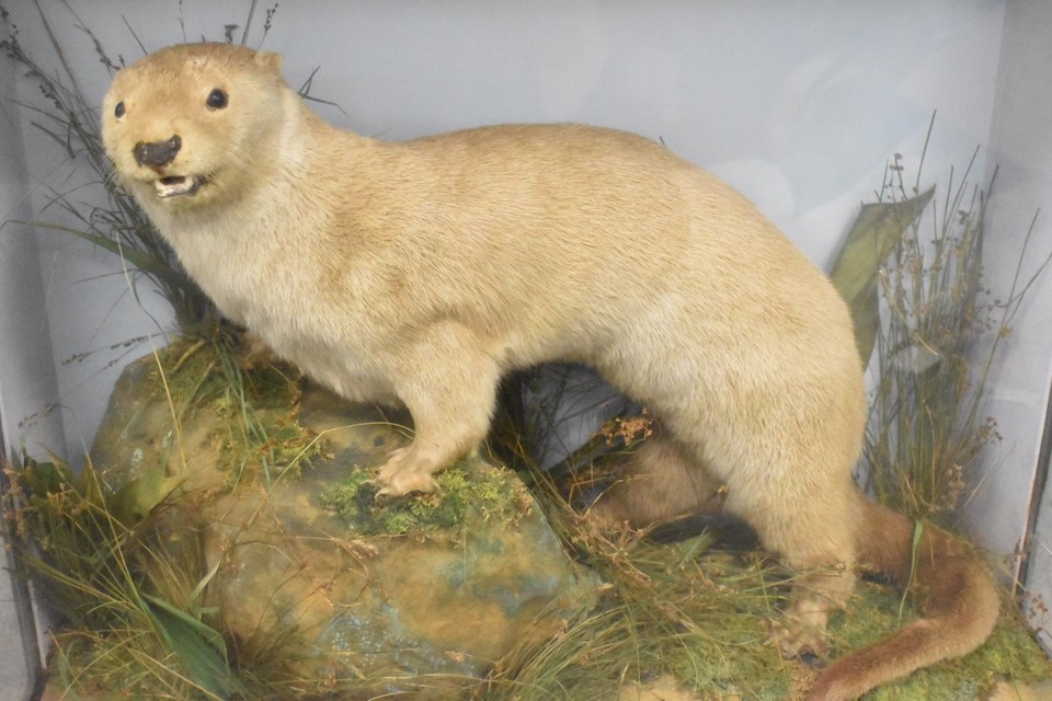 Victorian Large Stoat/ Weasel Taxidermy in Glass Case 63cm x 77cm x ...