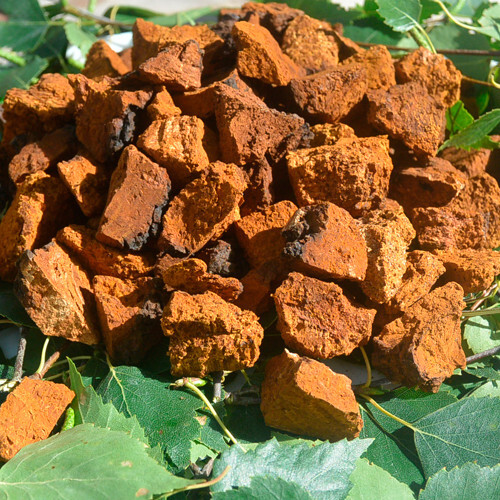 Pure Wild Alaska Dried Chaga Mushroom Chunks Organic 1 Pound | eBay