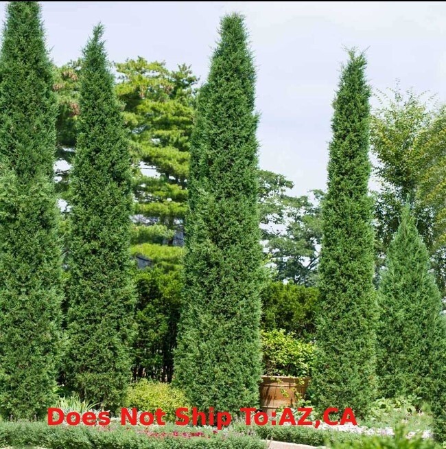 Taylor Juniper Tree 1-2 ft Outdoor Evergreen Plant Juniperus virginiana ...