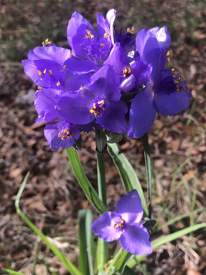 (6) Florida Native Spiderwort Lily, Edible, Medicinal, Pollinators ...