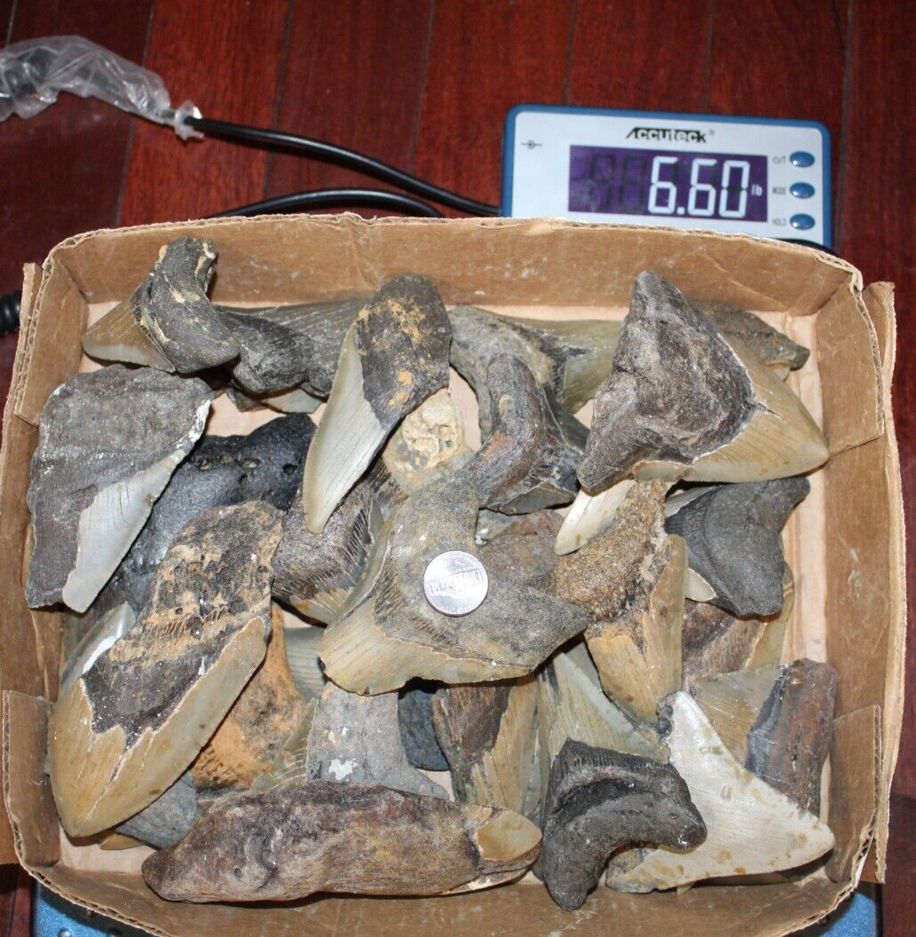 MEGALODON Shark Tooth Fossil FRAGS No Repair Natural 6.50 Pounds frags ...