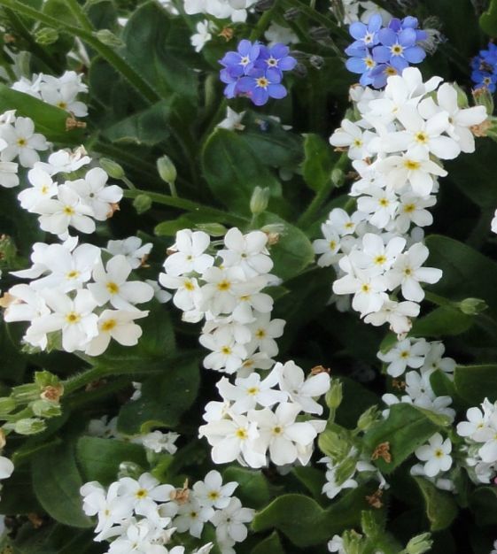 50+ Forget Me Not 'Victoria White' Seeds - Myosotis sylvatica Victoria ...