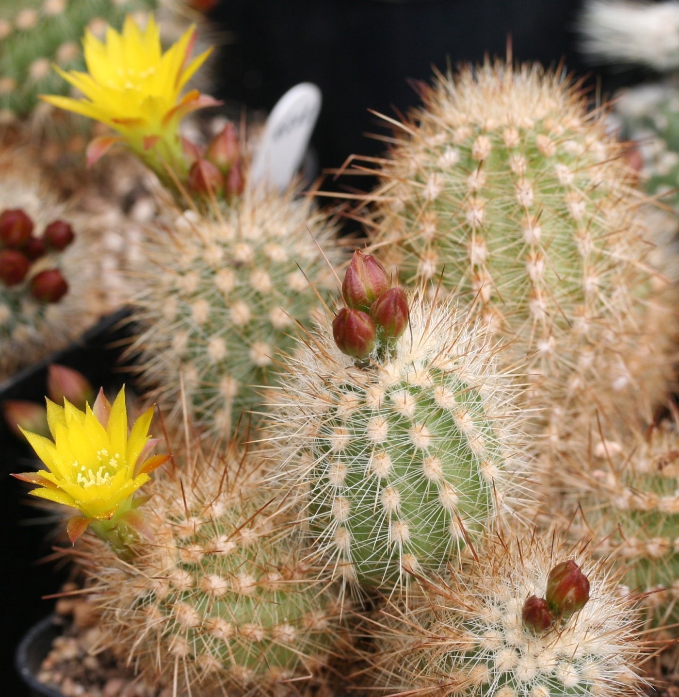 MILA (Mila sp.) 10 seeds | eBay