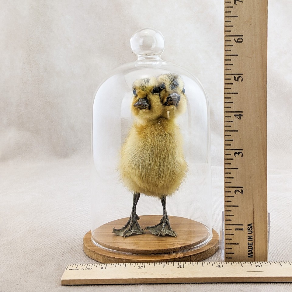 u50d 2 Two Headed Duck Duckling Display dome Species:A. Platyrhynchos ...
