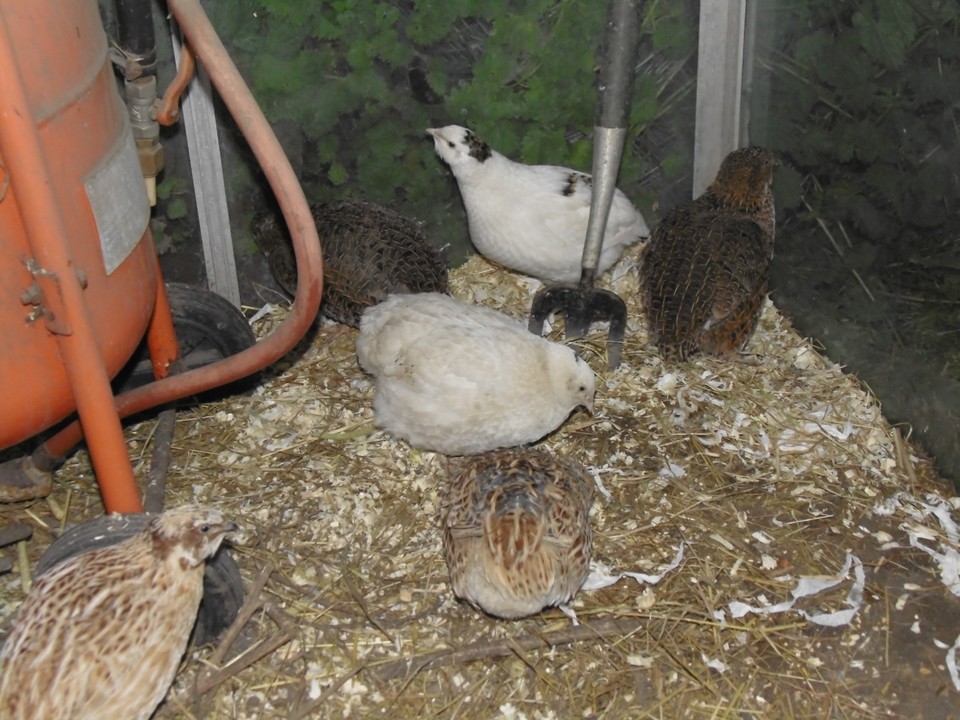 Jumbo Coturnix Quail Eggs x 12 plus extras beautiful colours | eBay UK