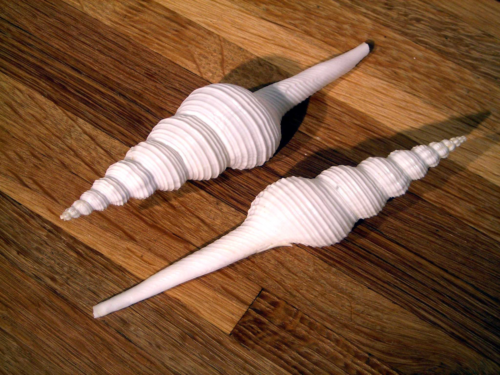 3 Large White Spindle Shells 5"+ Beach Wedding Decor Arts & Crafts ...