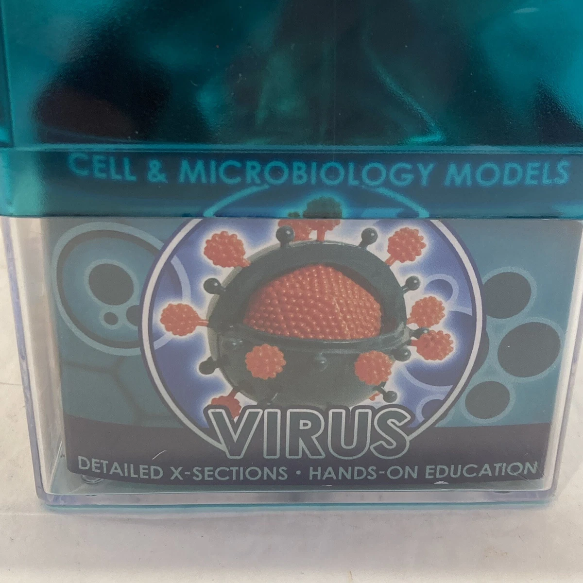 Virus Cell Model