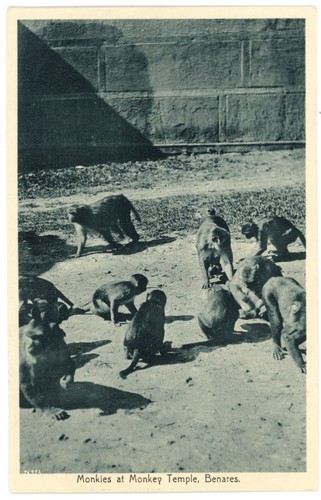 Monkies At Monkey Durga Temple, Varanasi, Spiritual Capital Of India ...