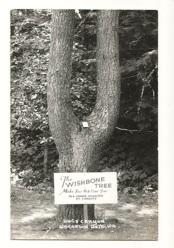Wisconsin Dells WI Postcard RPPC Wishbone Tree | eBay