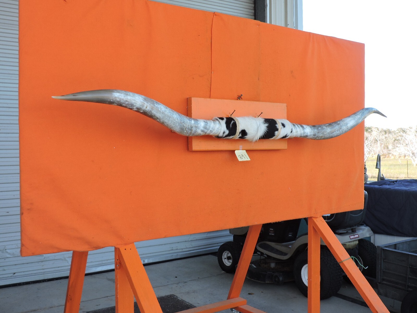 MOUNTED STEER BULL HORNS 7' 9" tip to tip #891 COW BULL HORN LONGHORN ...