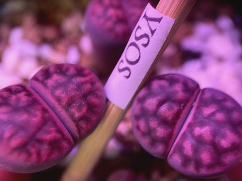 SEEDS-Lithops Karasmontana ssp. ebelanziiC369a Ex Shimada JAPAN 10Seeds ...