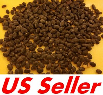 500 Black Laredo Forage Soybean Seeds E202, Non GMO For Wildlife ...