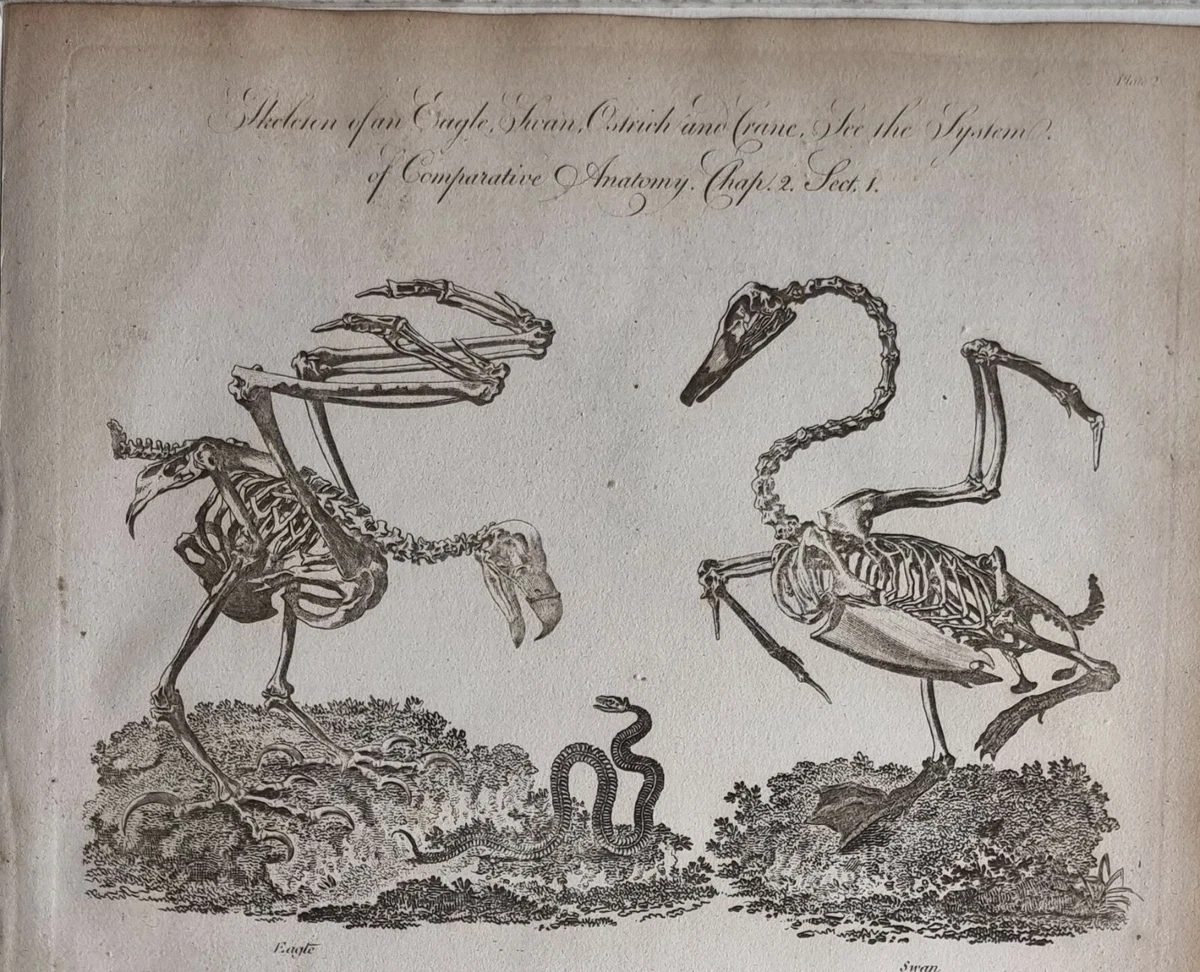 Eagle Skeleton Drawing