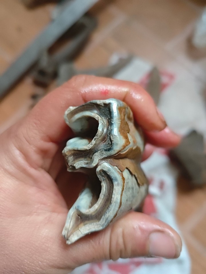 Exquisite Tooth Fossils from the Ice Age - Ancient Fossil Specimen | eBay