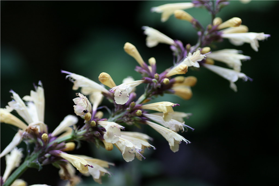 Agastache Aurantiaca - Fragrant Carpet color mix seed | eBay